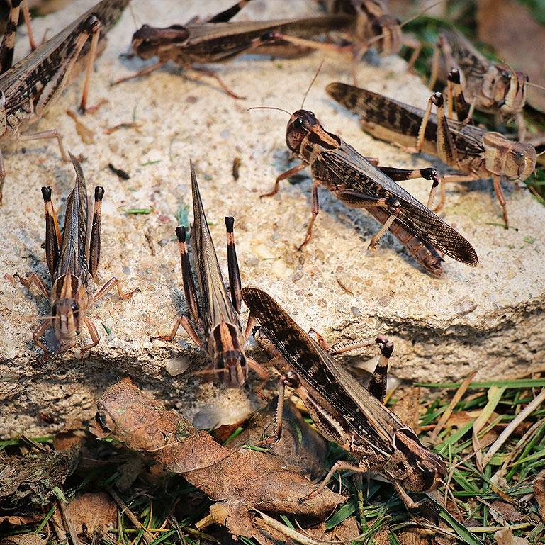 Wissenswertes zu unseren Heuschrecken